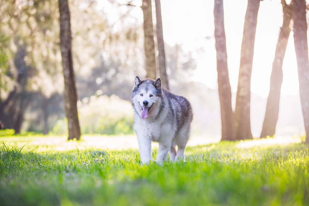 Missy & Jojo - Dog Photographer Sydney - soniamphotography.com