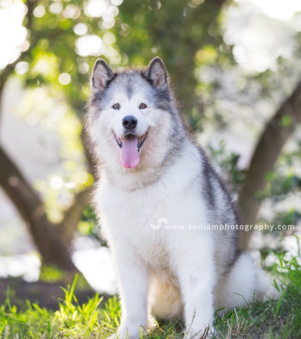 Pet-Photography-Sutherland-Shire-4 - soniamphotography.com