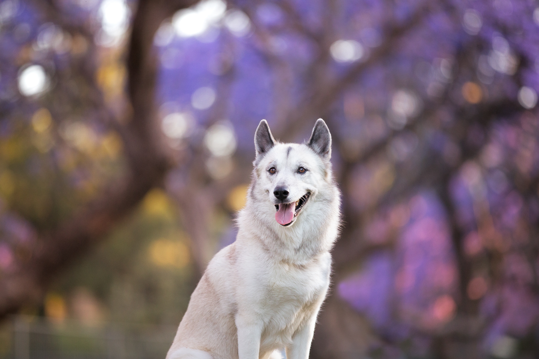Sakari - Adventure with purple trees - soniamphotography.com