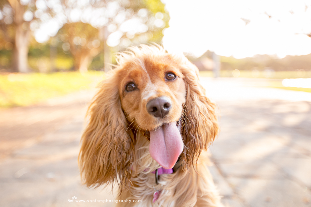 Daisy | Pet Photographer Sydney - soniamphotography.com